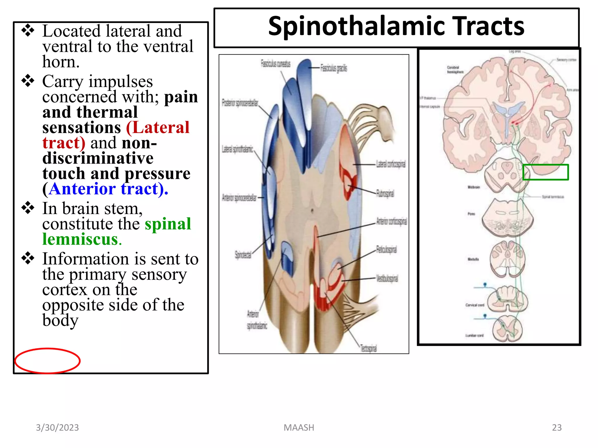 Internal features of the cerebrum.pptx