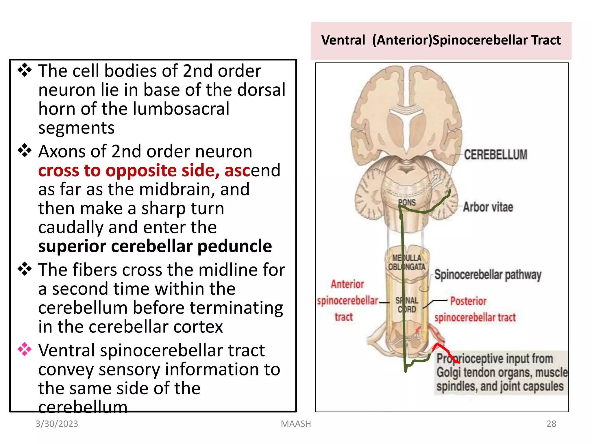 Internal features of the cerebrum.pptx