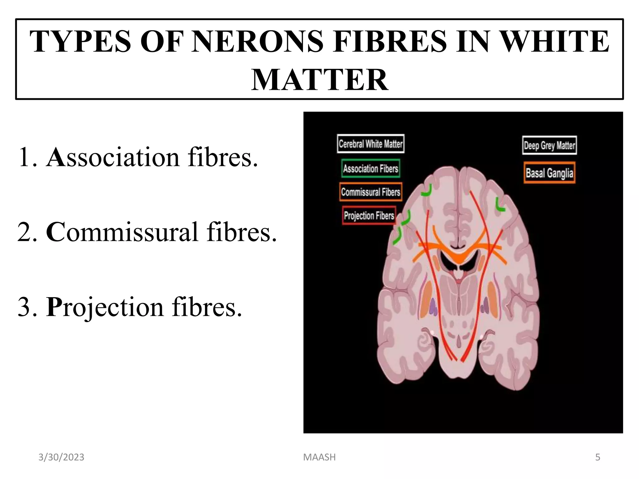Internal features of the cerebrum.pptx