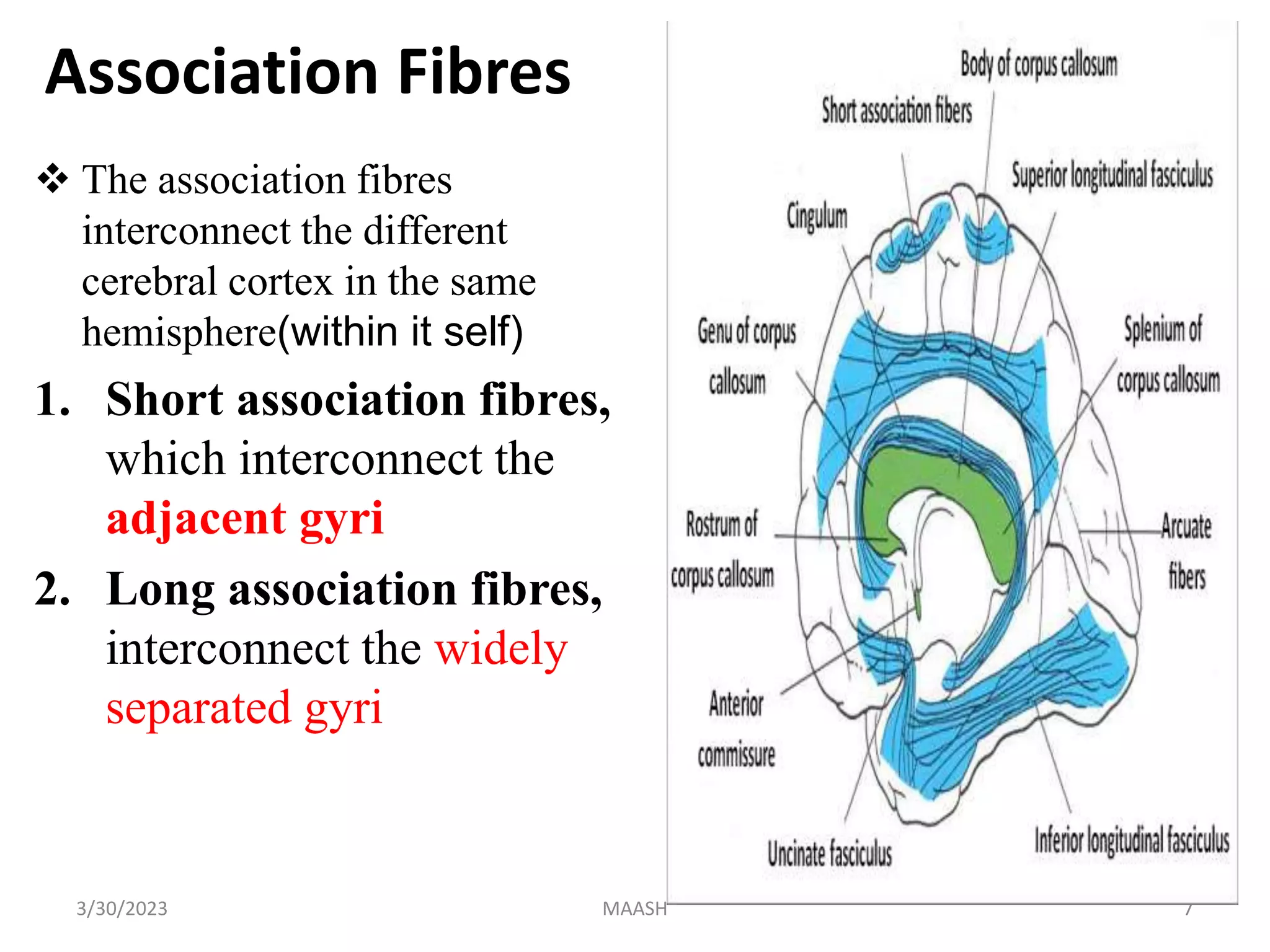 Internal features of the cerebrum.pptx