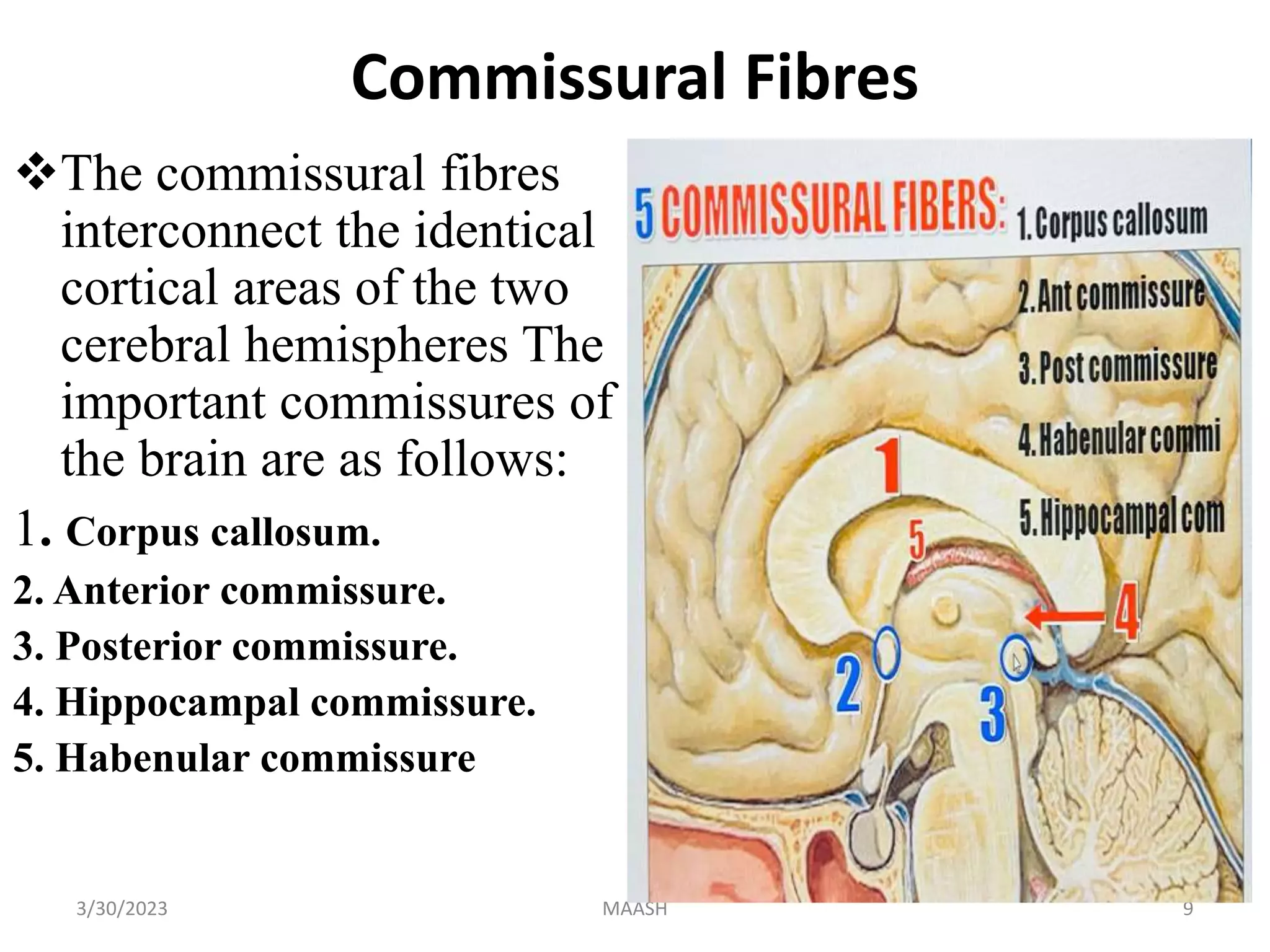 Internal features of the cerebrum.pptx
