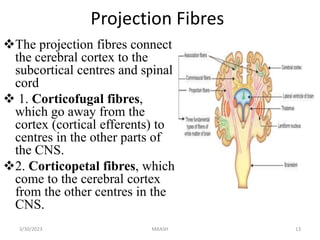 Internal features of the cerebrum.pptx