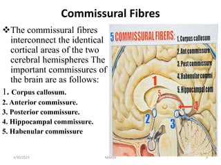 Internal features of the cerebrum.pptx