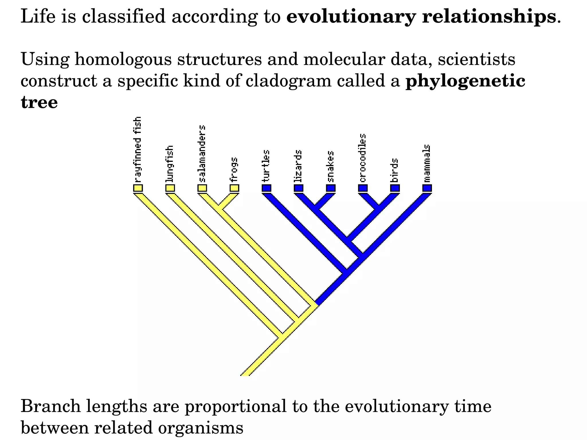 Taxonomy | PPT