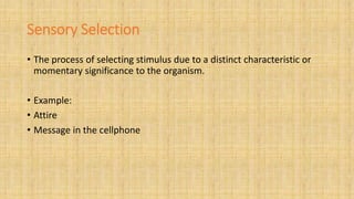 Sensation and Perception | PPTX