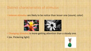 Sensation and Perception | PPTX