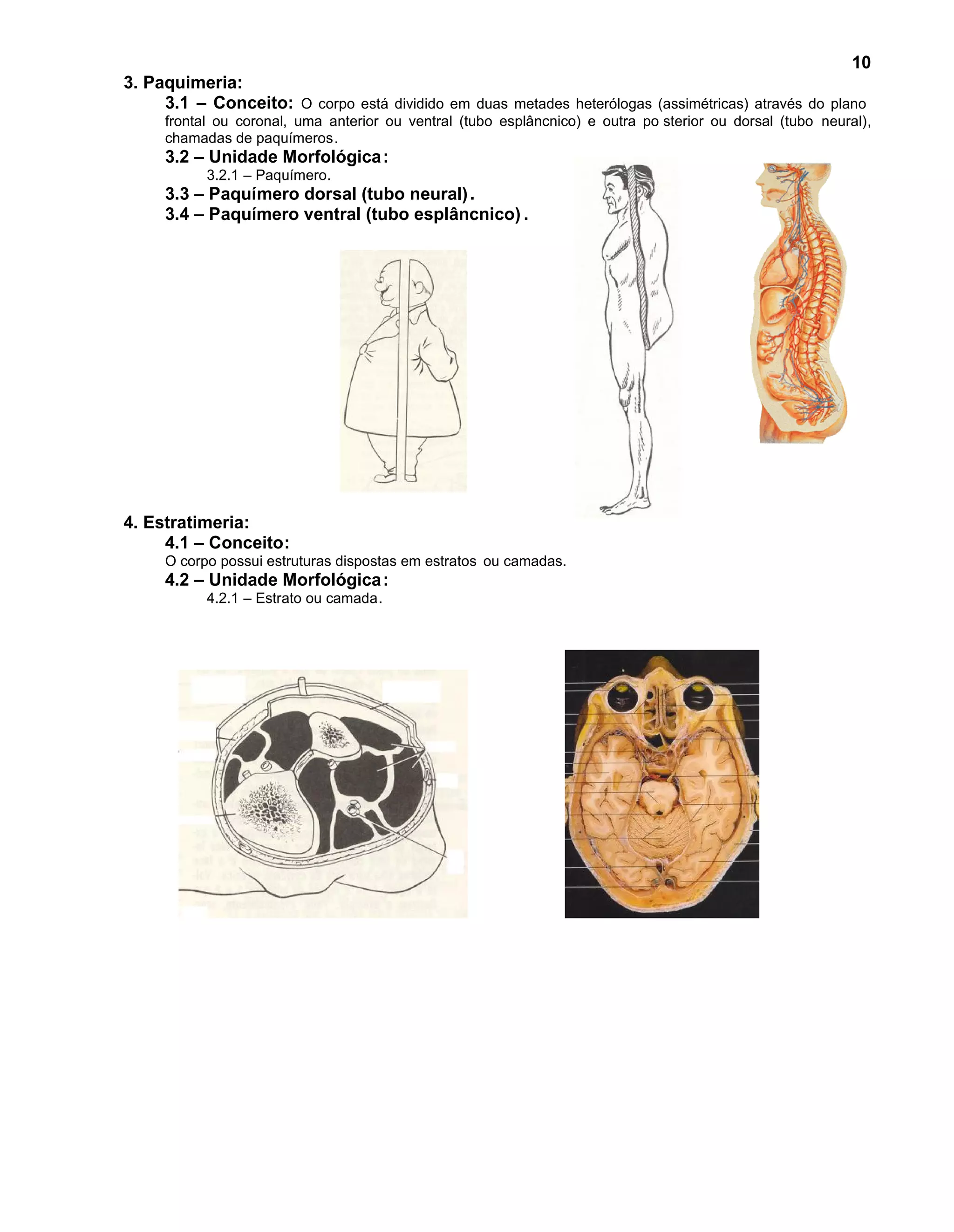 Introdução ao Estudo da Anatomia Humana | PDF