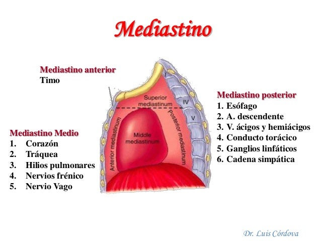 1. Introduccion a la anatomia
