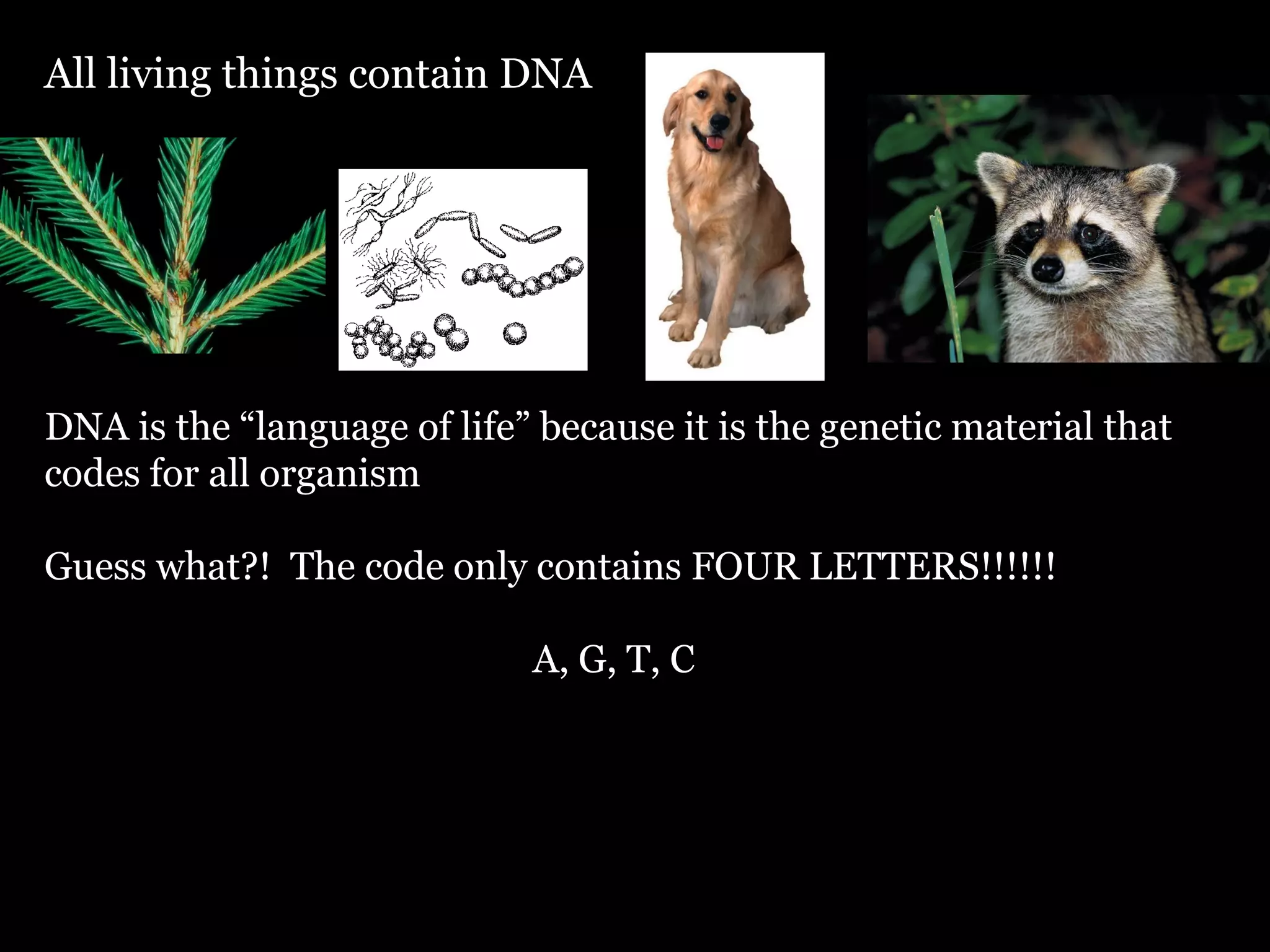 Introduction to DNA | PPT | Genetics | Science