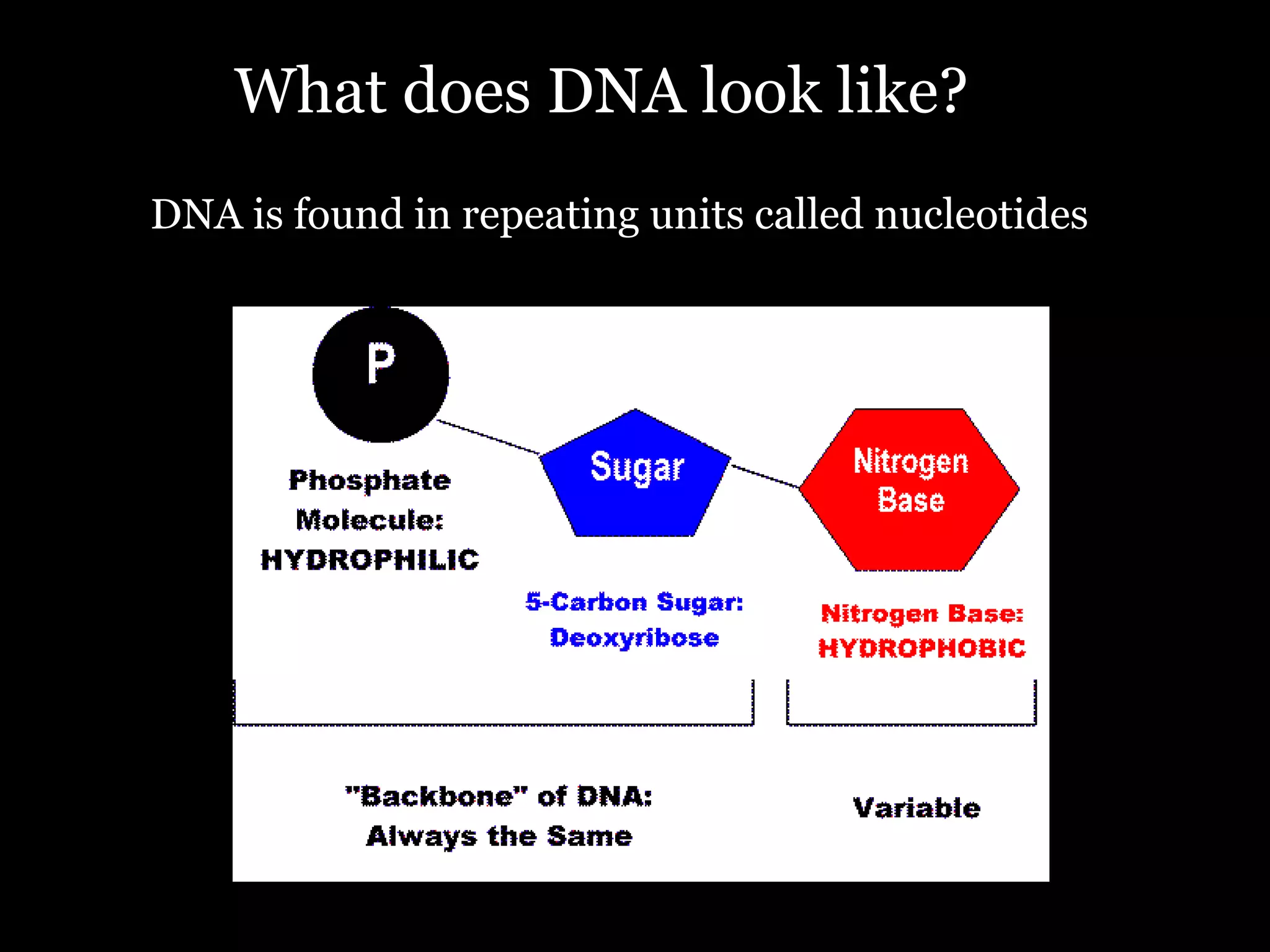 Introduction to DNA | PPT | Genetics | Science
