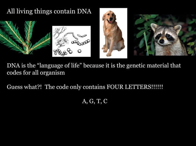 Introduction to DNA | PPT | Genetics | Science