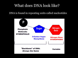 Introduction to DNA | PPT | Genetics | Science