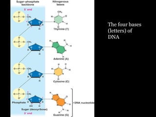 Introduction to DNA | PPT | Genetics | Science