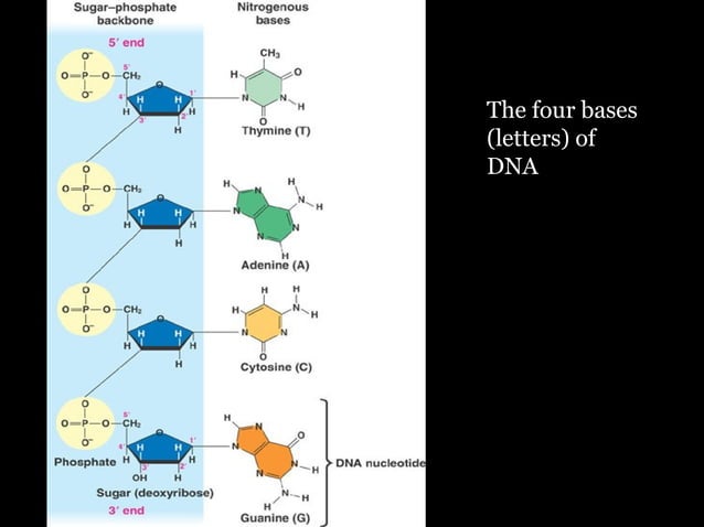 Introduction to DNA | PPT | Genetics | Science
