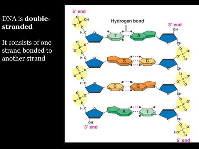 Introduction to DNA | PPT | Genetics | Science