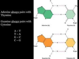 Introduction to DNA | PPT | Genetics | Science