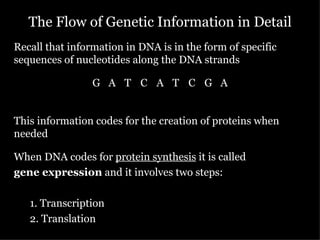 Introduction to DNA | PPT | Genetics | Science
