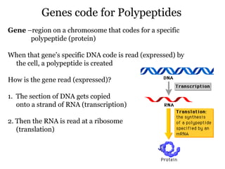 Introduction to DNA | PPT | Genetics | Science