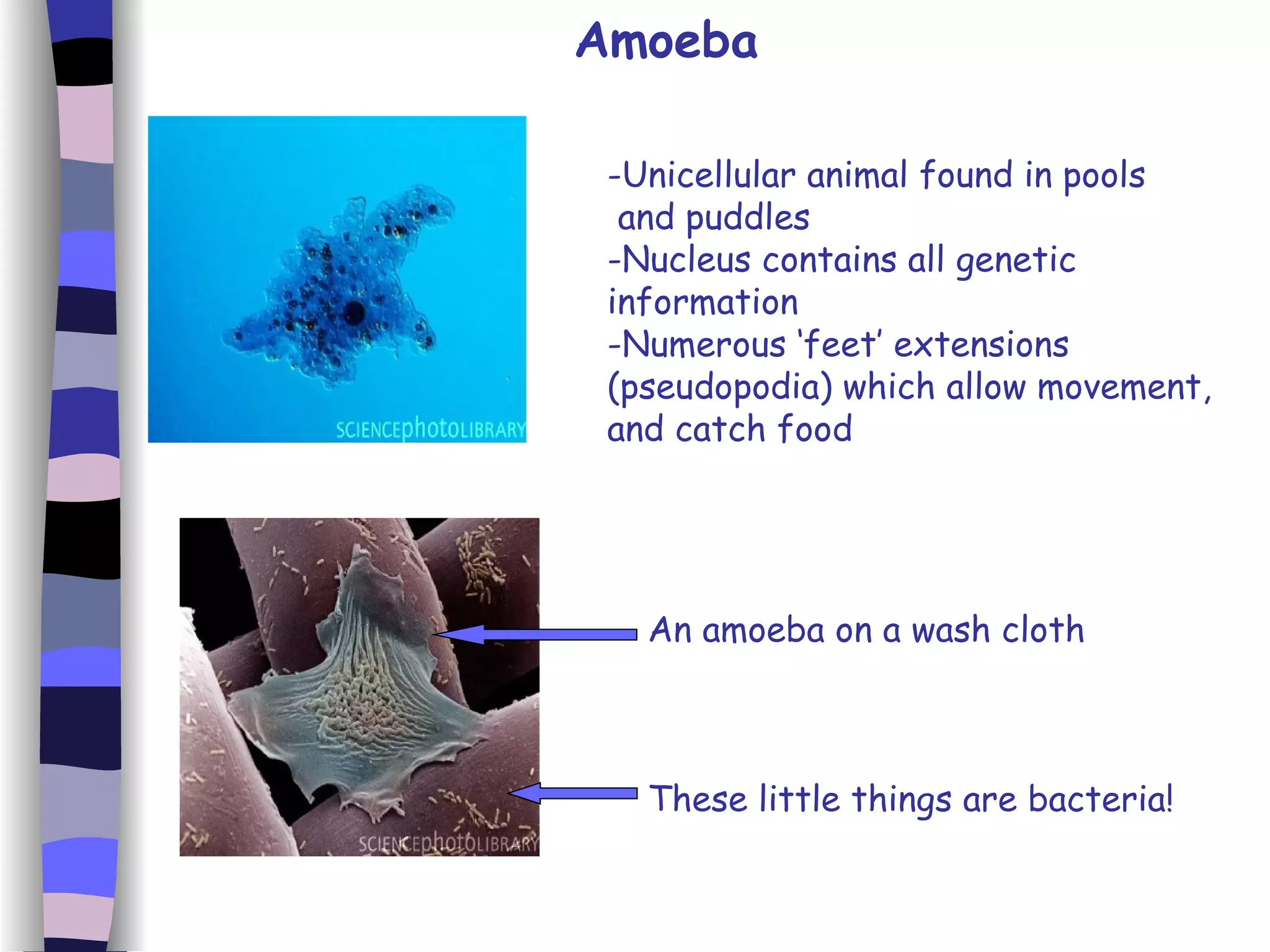 1. Introduction To Cells | PPT