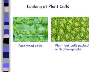 1. Introduction To Cells | PPT