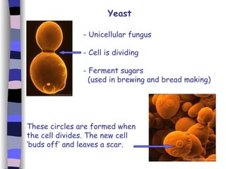 1. Introduction To Cells | PPT