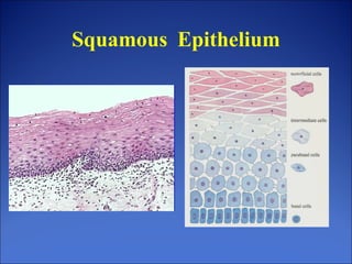 introduction of cytopathology | PPT