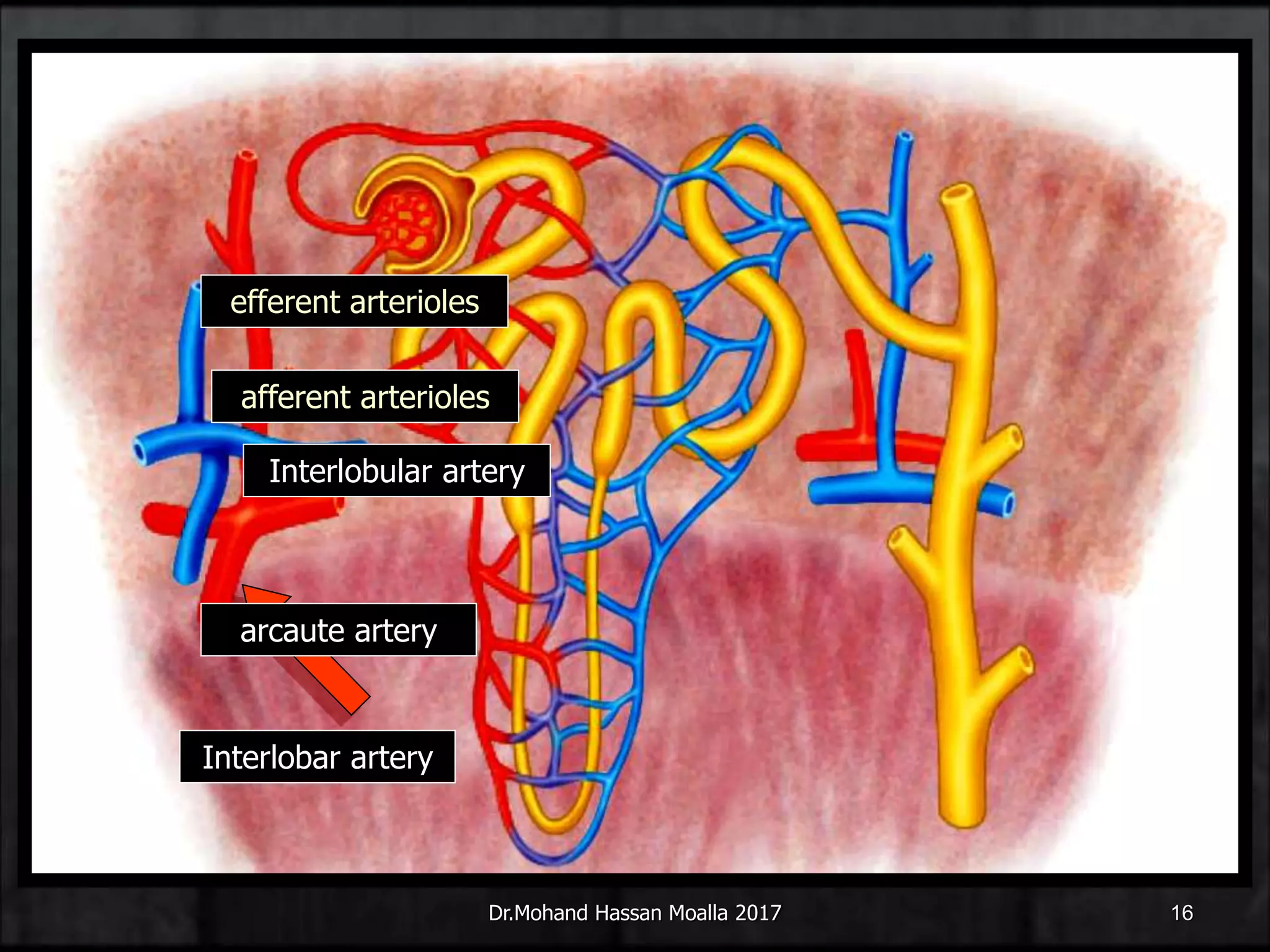 1-Introduction renal system.ppt