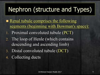 1-Introduction renal system.ppt