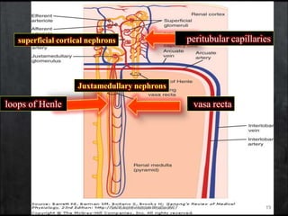 1-Introduction renal system.ppt