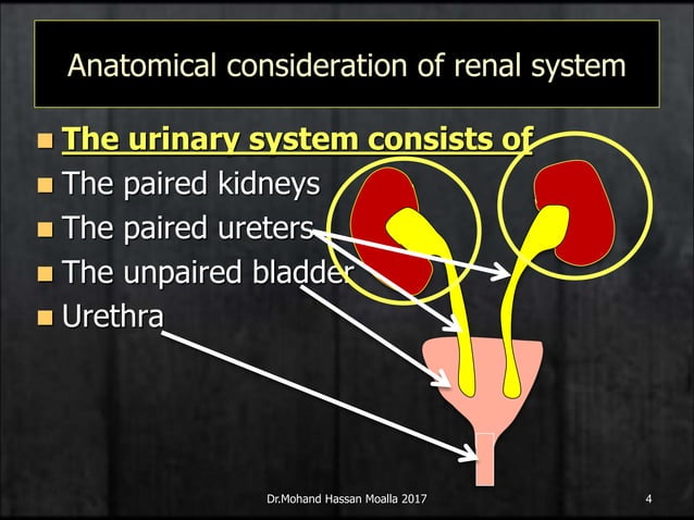 1-Introduction renal system.ppt