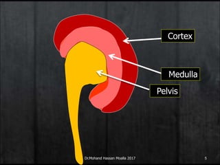 1-Introduction renal system.ppt