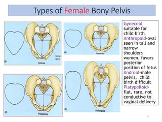 1 - Introduction to Anatomy of Pelvis.pptx