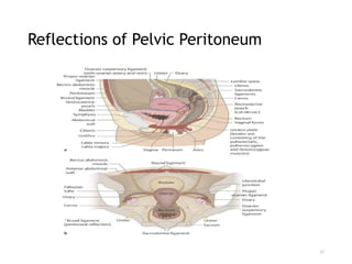 1 - Introduction to Anatomy of Pelvis.pptx