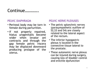 1 - Introduction to Anatomy of Pelvis.pptx