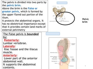 1 - Introduction to Anatomy of Pelvis.pptx