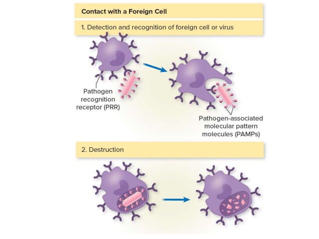 Introduction to Immunology | PPT | Infectious Diseases | Diseases and ...