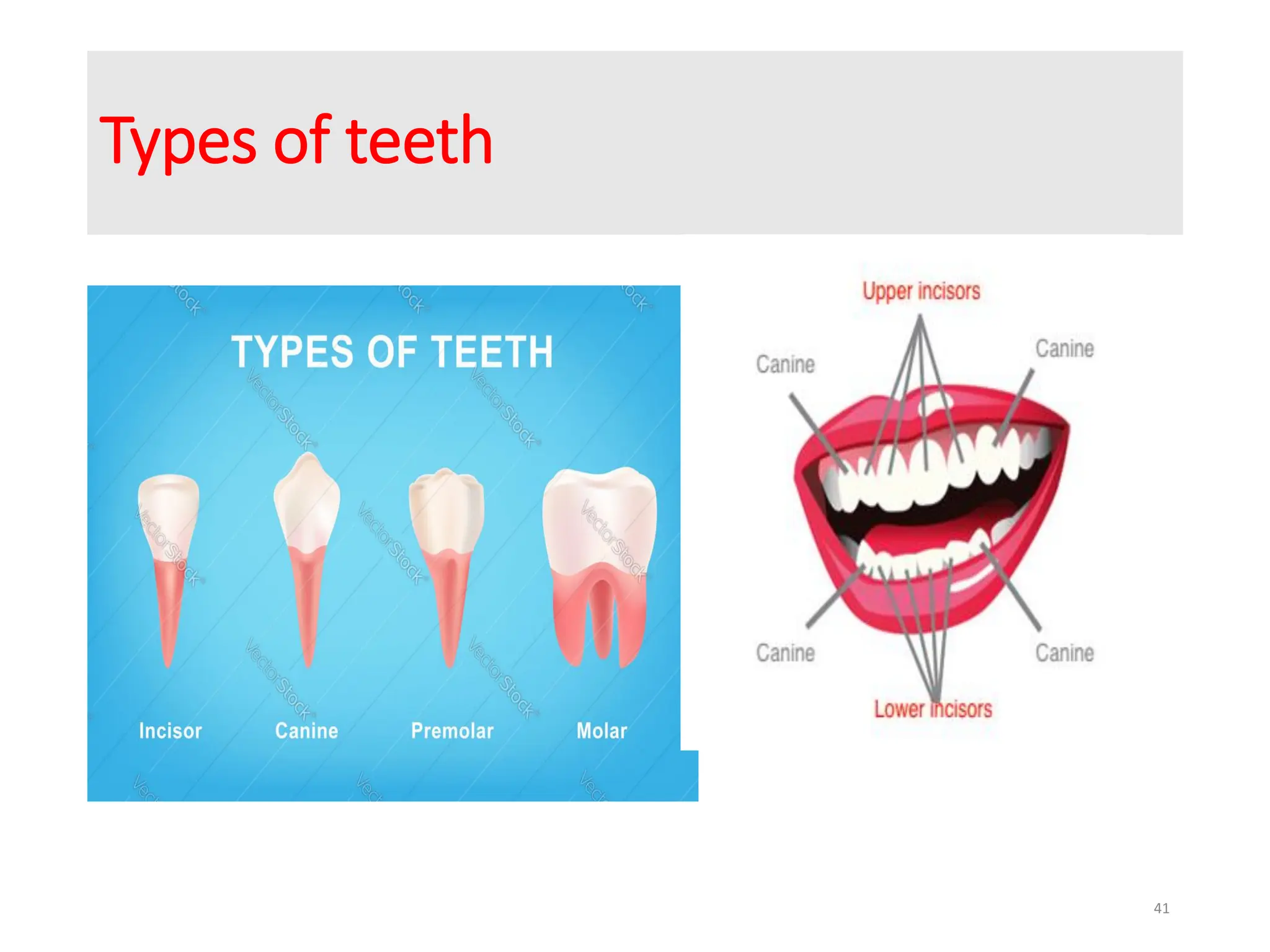 1- introduction to oral & dental health.pdf