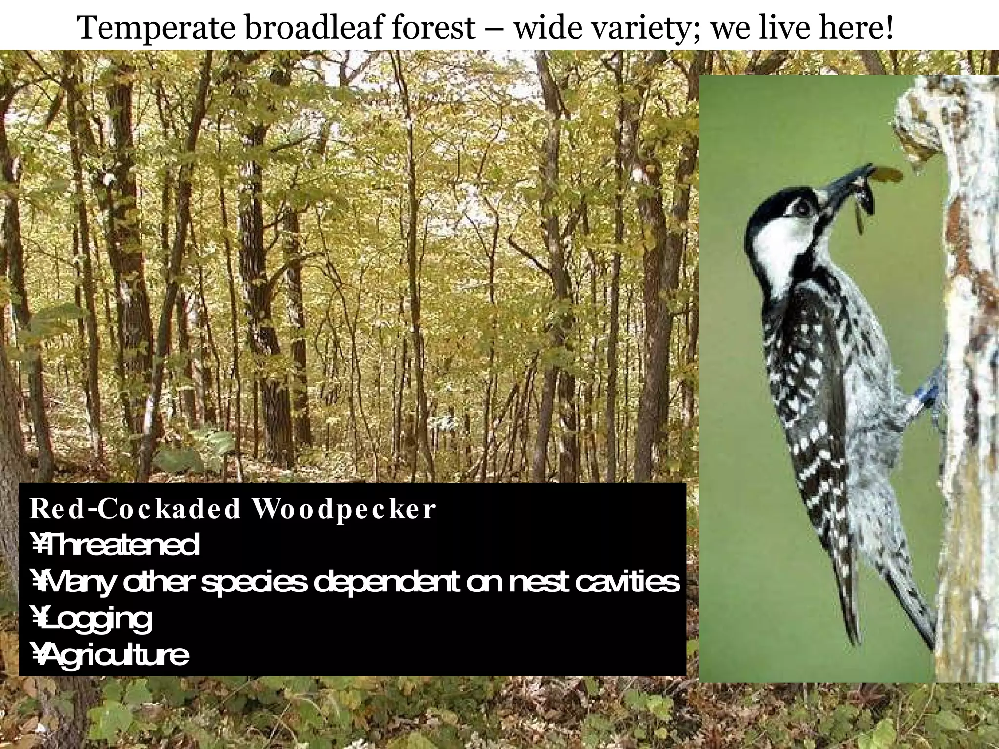 Intro To Ecology And Biomes | PPT | Free Download