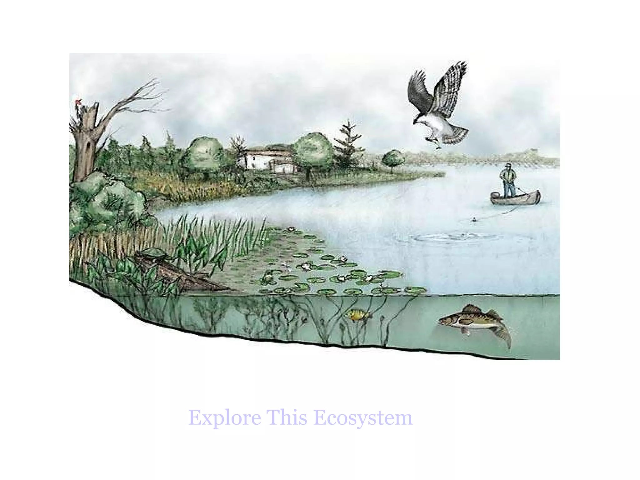 Intro To Ecology And Biomes | PPT | Free Download