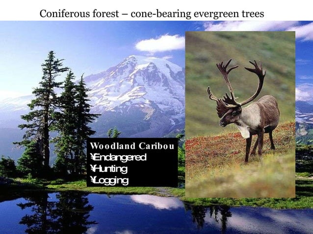 Intro To Ecology And Biomes | PPT | Free Download