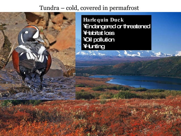 Intro To Ecology And Biomes | PPT | Free Download