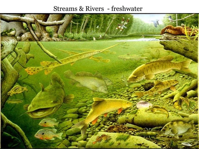 Intro To Ecology And Biomes | PPT | Free Download