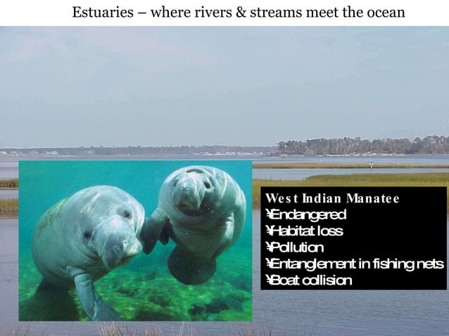 Intro To Ecology And Biomes | PPT | Free Download