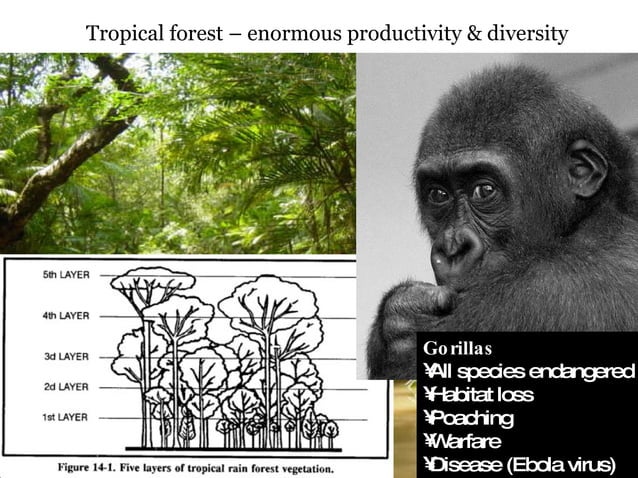 Intro To Ecology And Biomes | PPT | Free Download
