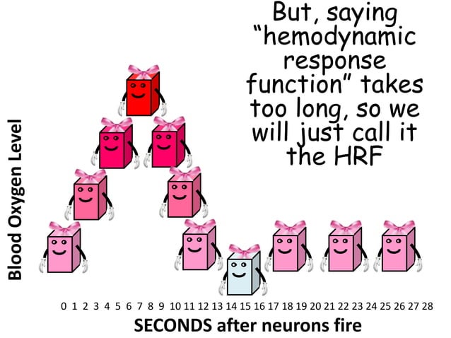 fMRI terms: HRF and BOLD | PDF | Blood Disorders | Diseases and Conditions