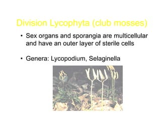 Lesson 1 bio101 (c)Dr. Evangelista | PDF