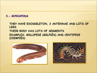 invertebrate groups | PPT