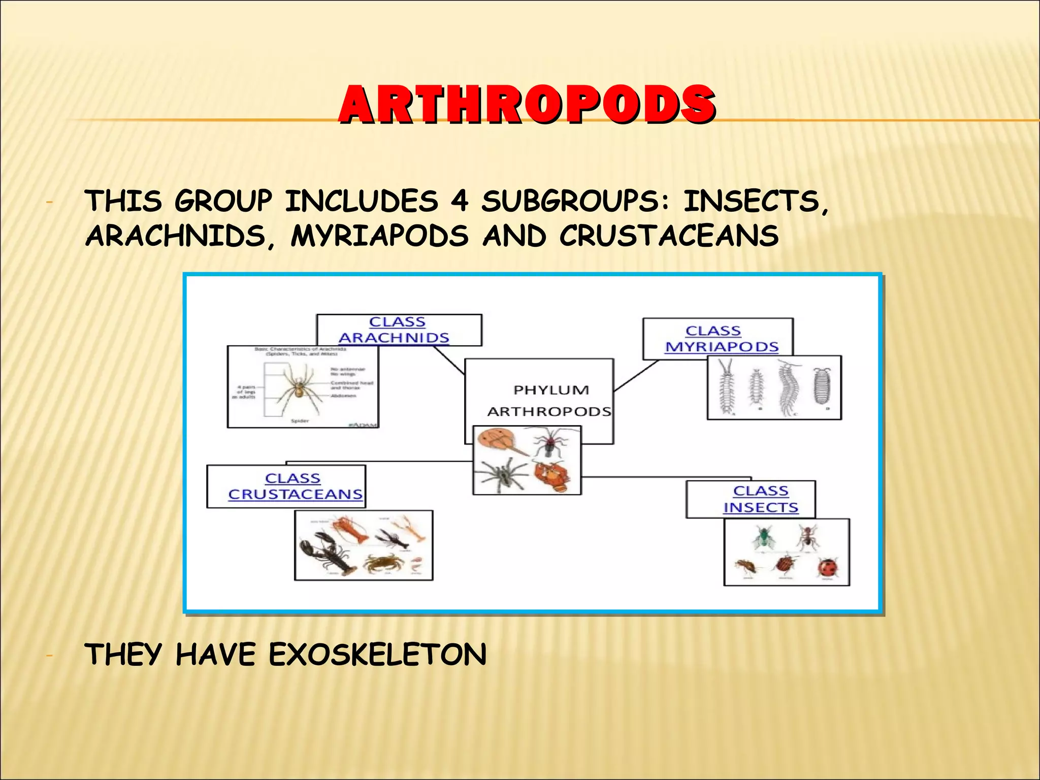 1 invertebrate groups | PPT