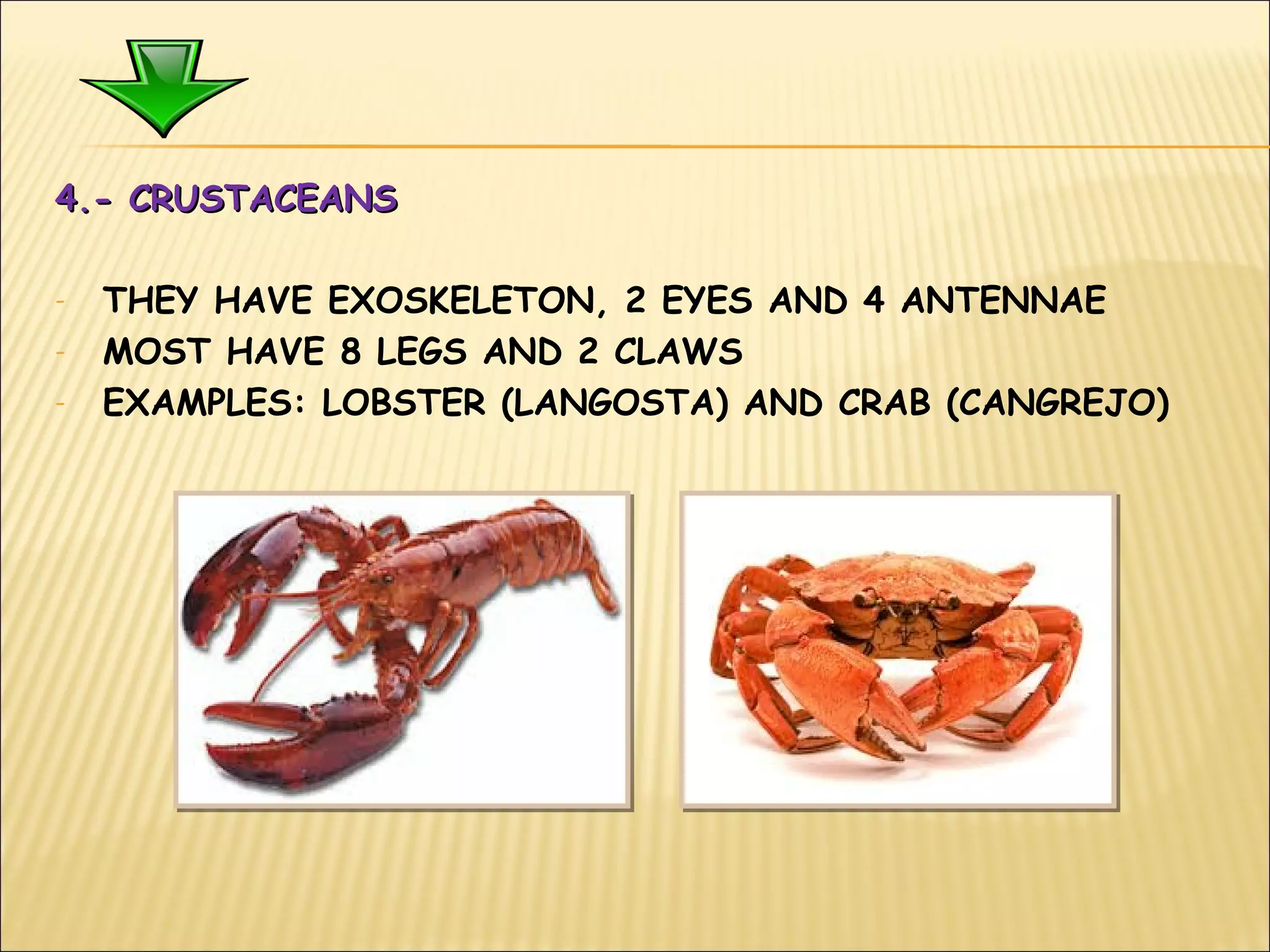 1 invertebrate groups | PPT