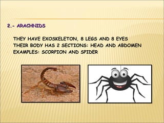 1 invertebrate groups | PPT
